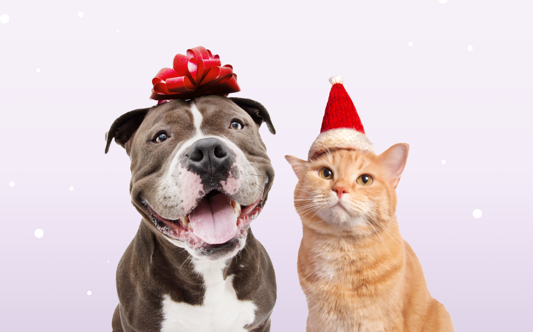 Love For The Holidays Pet Adoption & Foster Weekend | Petco Love