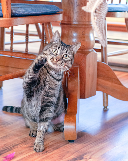 Pet Cancer Treatment Helps Mika the Cat