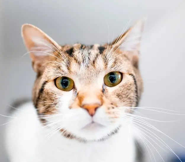 Become an Adoption Partner | Petco Love