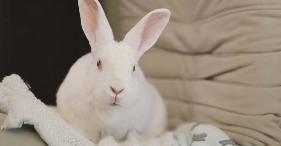 Bunny Brings Light Despite Young Adopter’s Darkness