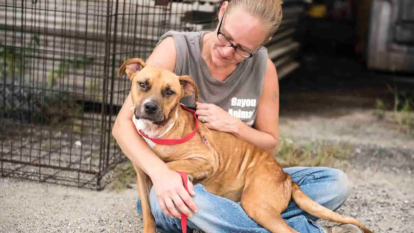 How to Make a “Found Pet” Kit to Help Lost Cats and Dogs | Petco Love Lost