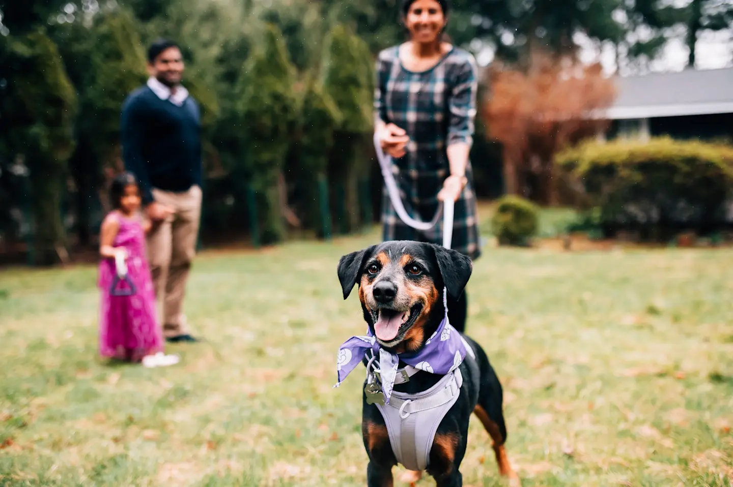 Resources for When You Find a Lost Pet | Petco Love Lost
