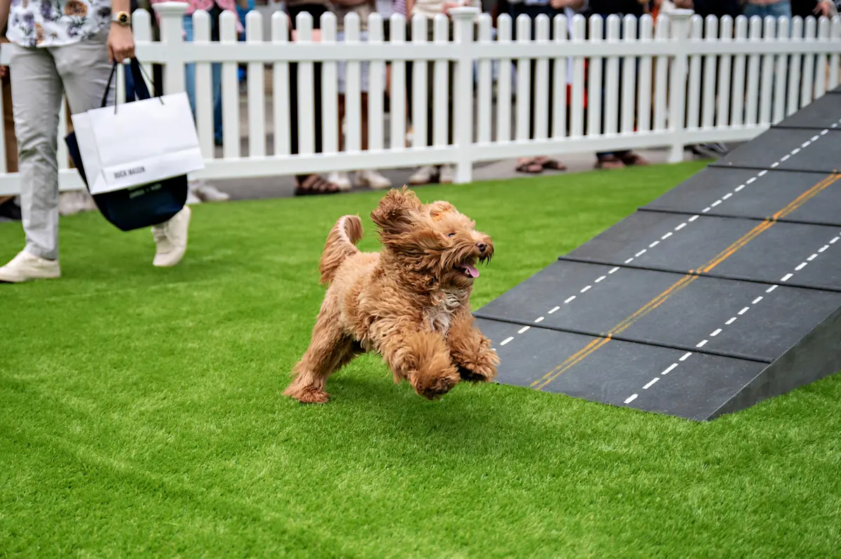 NYC Birthday Block Party & Pet Adoption Event | Petco Love