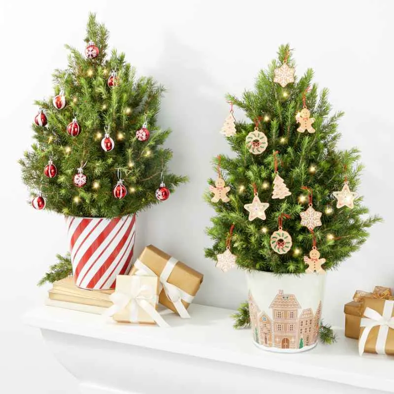 2025 Christmas Collection: Christmas Delivery | FTD