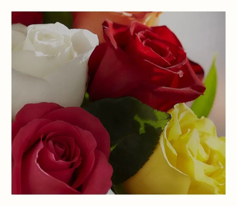 Roses Collection: Shop Roses By Type & Color | FTD