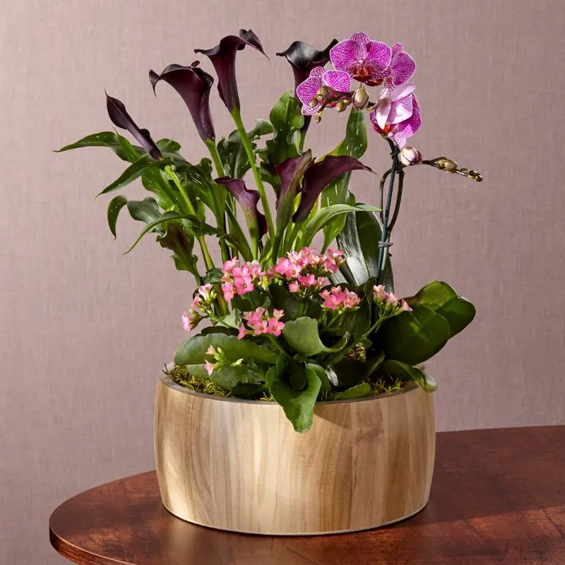 FTD’s Plant Collections | FTD