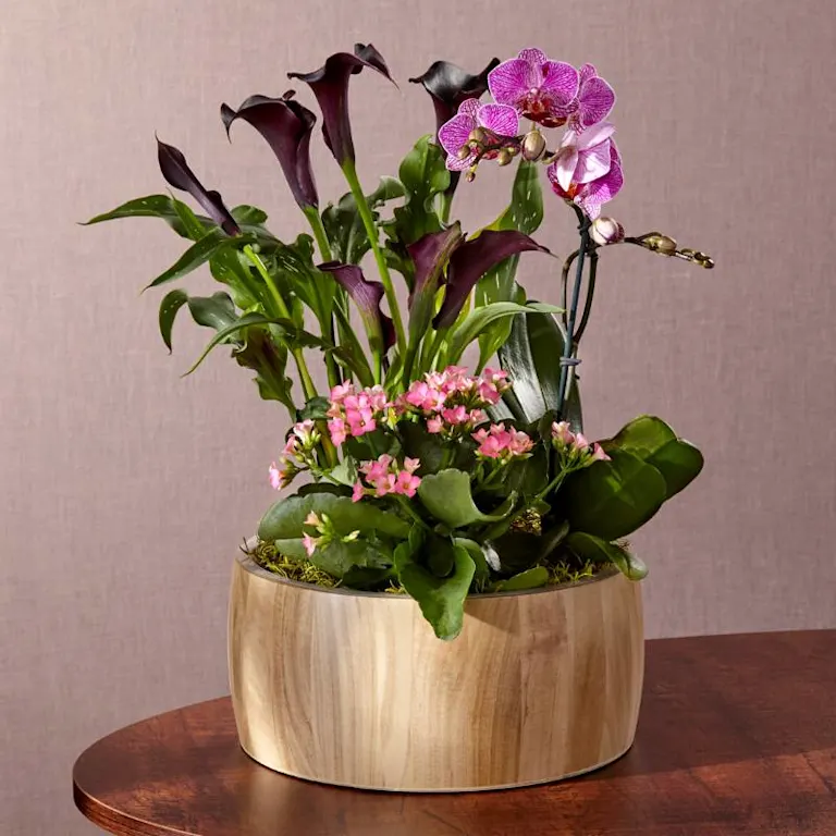 FTD’s Plant Collections | FTD