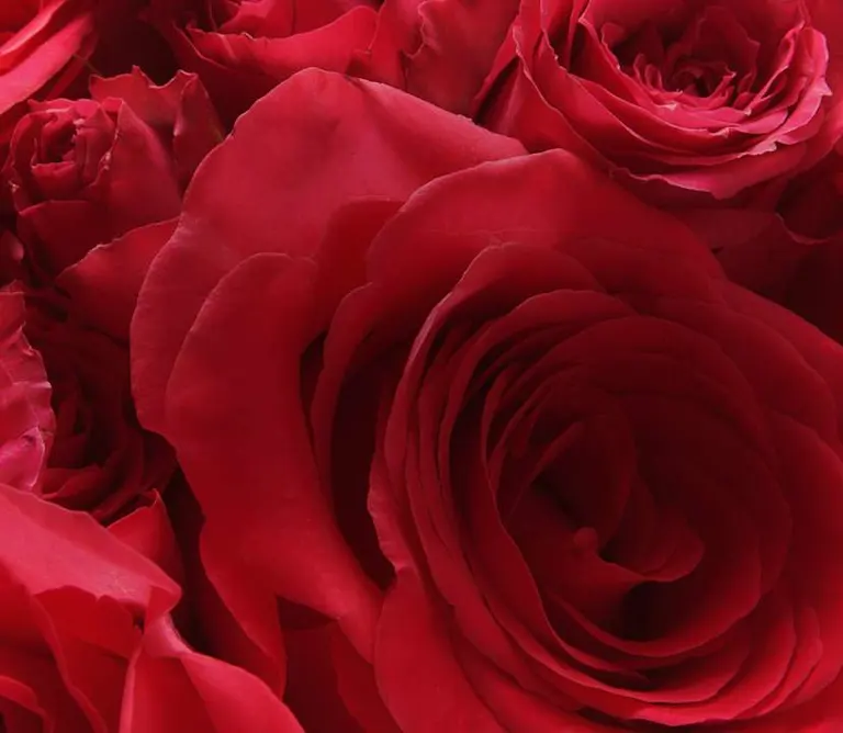Roses Collection: Shop Roses By Type & Color | FTD
