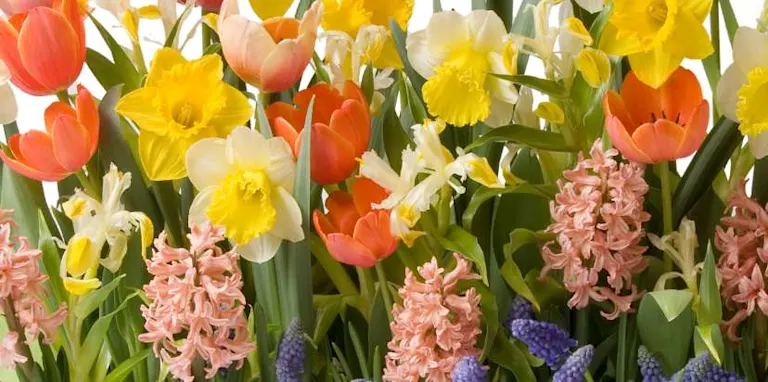 Flower Delivery: Send Flowers Online | FTD