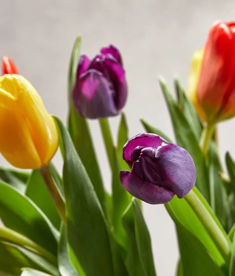 Tulip Bouquet Delivery: Send Tulips Online | FTD