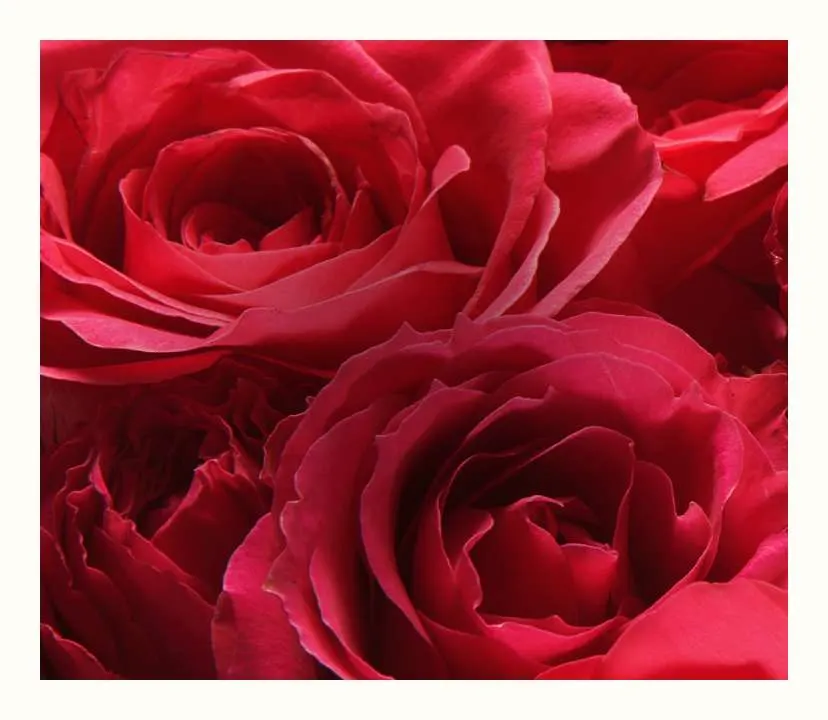 Roses Collection: Shop Roses By Type & Color | FTD