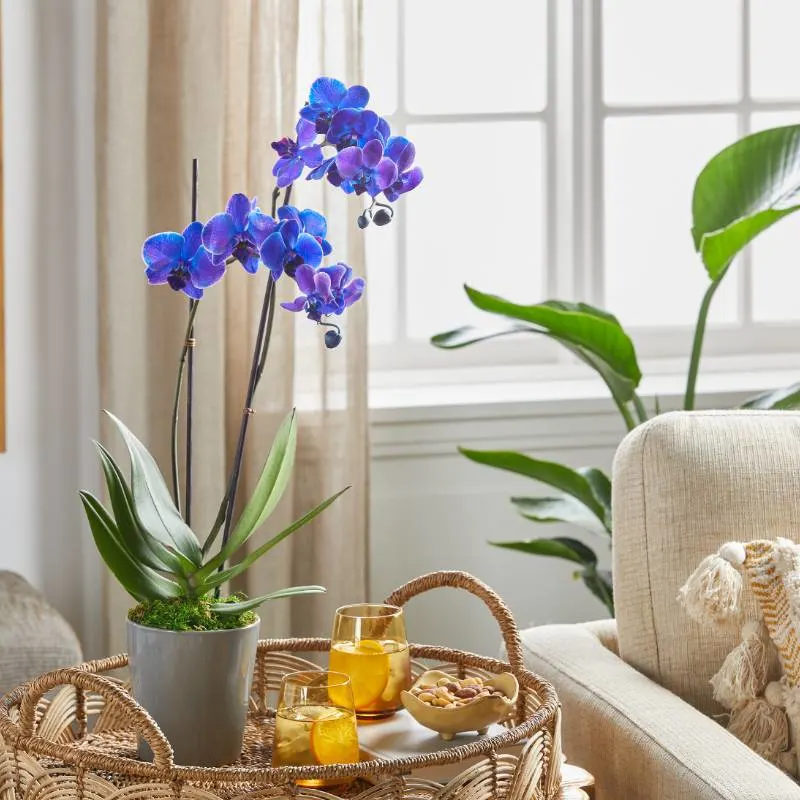 Shop By Occasion | FTD