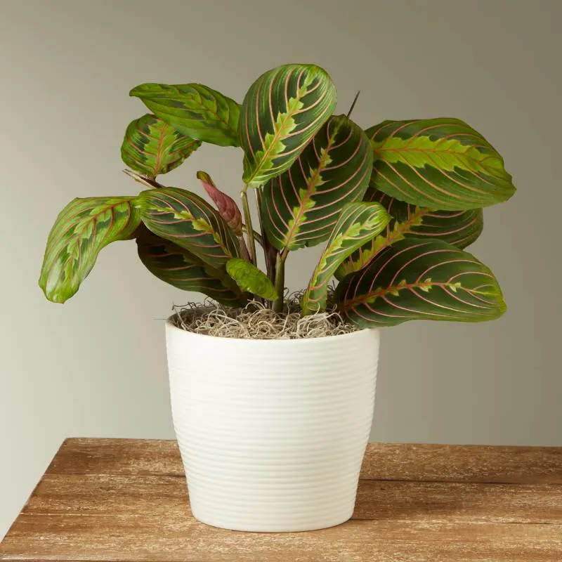 FTD’s Plant Collections | FTD