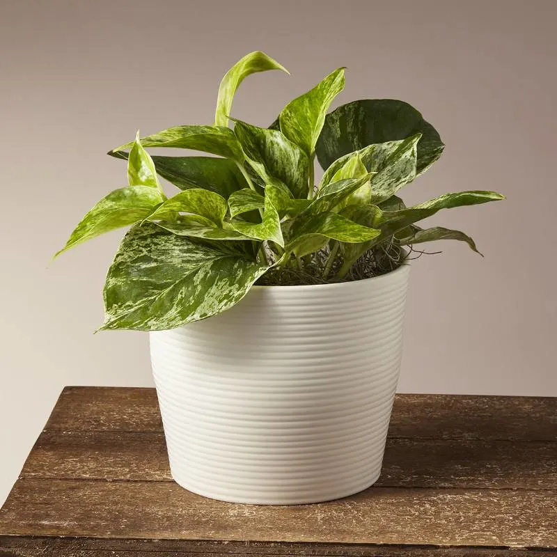 FTD’s Plant Collections | FTD