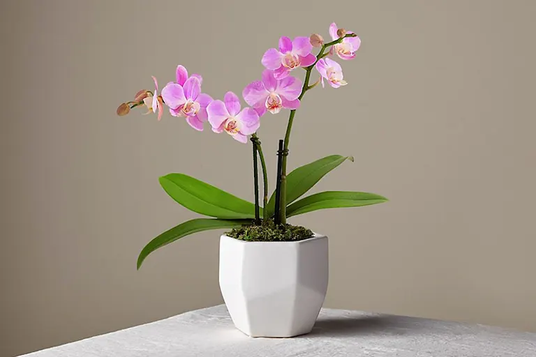 Flower Arrangement Delivery: Send Flower Arrangements | FTD