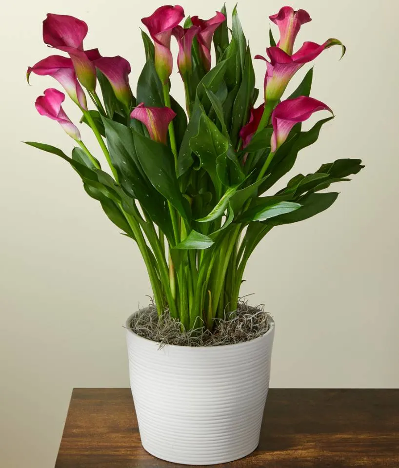 FTD’s Plant Collections | FTD