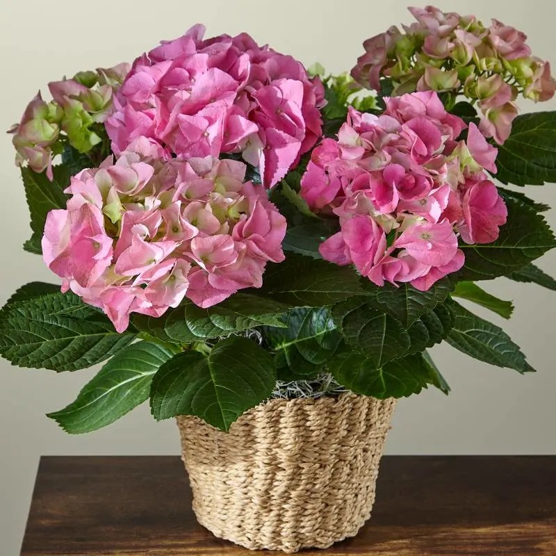 FTD’s Plant Collections | FTD