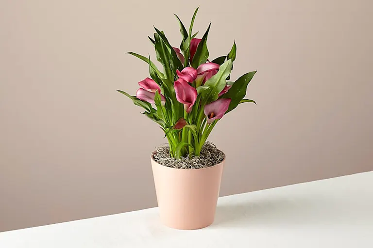 Flower Arrangement Delivery: Send Flower Arrangements | FTD