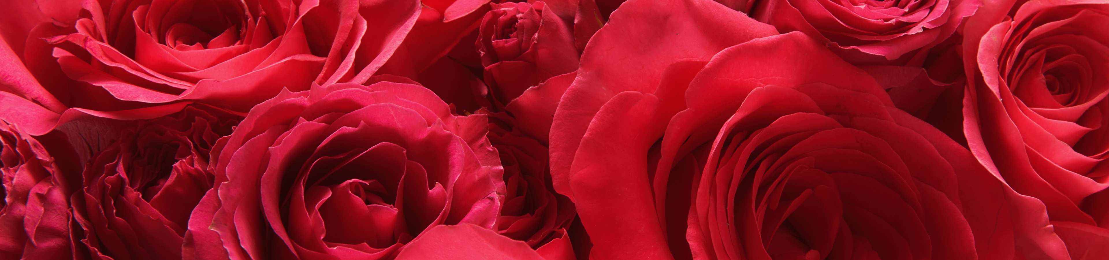 Roses Collection: Shop Roses By Type & Color | FTD