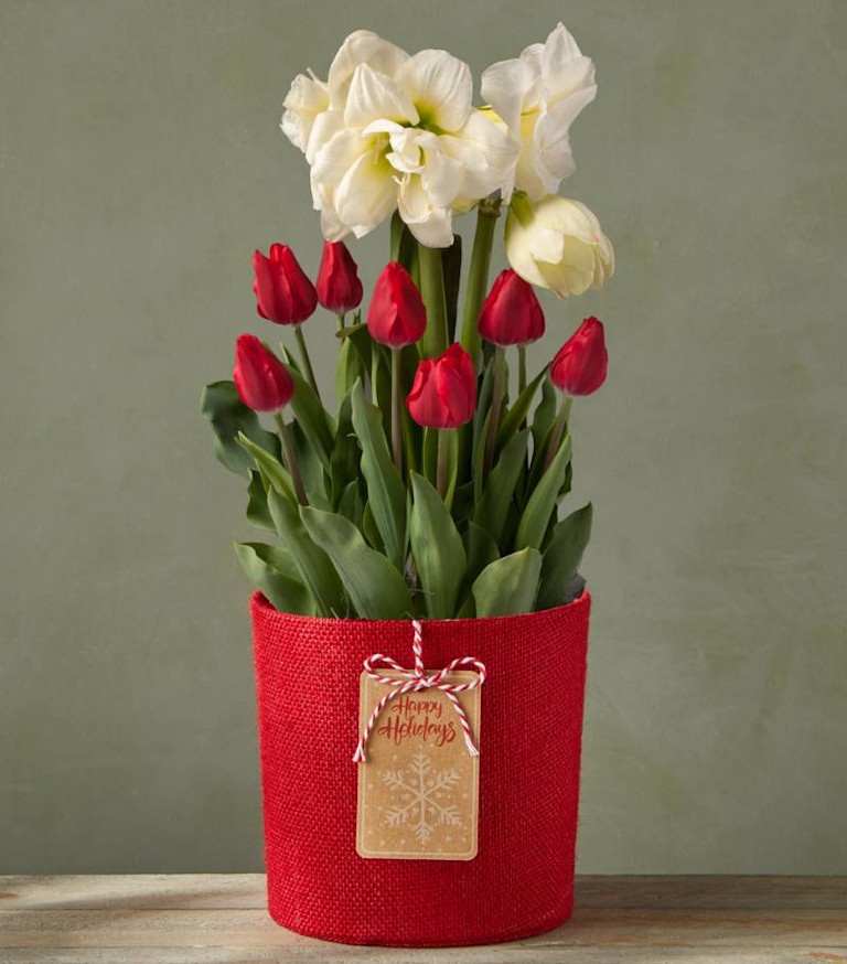 2022 Christmas Collection: Christmas Delivery | FTD