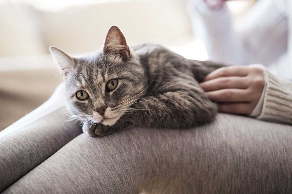 Exploring cat ownership | Pet Owner Insights