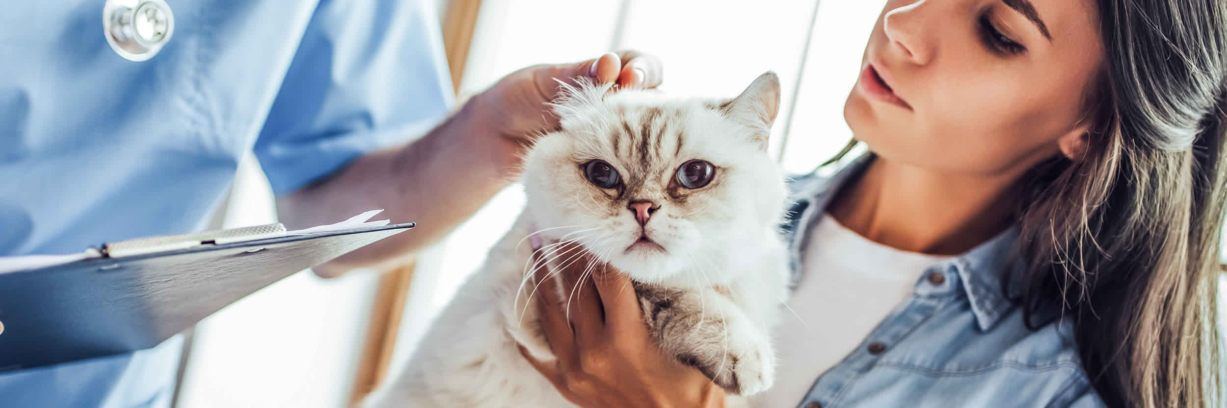 Cat, Cure, Adult Cat