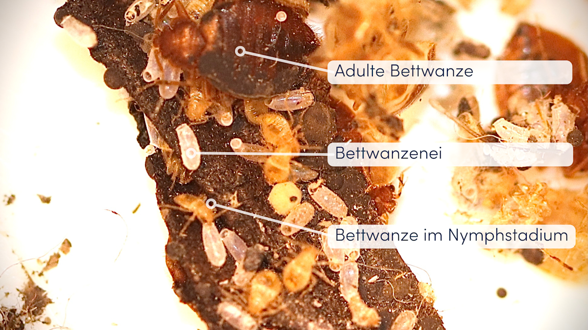 Bettwanzen erkennen: Raus aus dem Bettwanzen-Albtraum