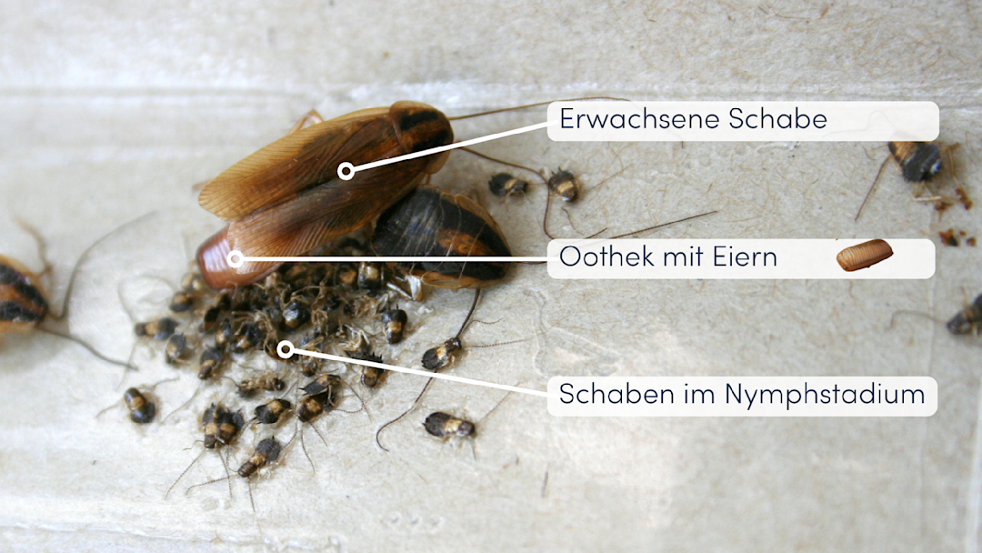 Schaben effektiv bekampfen: Ihr Guide für ein schabenfreies Zuhause