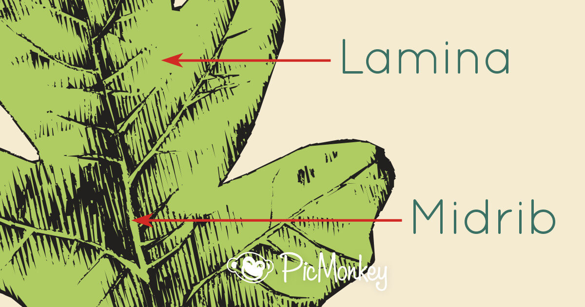 Teaching Kids Photo Editing | PIcMonkey Blog