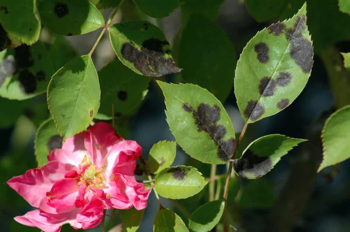 Roses Look Terrific After Rain, but Beware of “Black Spot” | The Yass ...