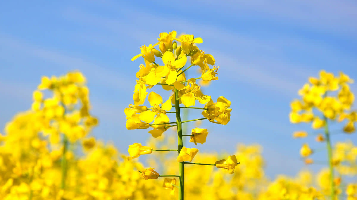 Dual-Purpose Canola Cropping – CSIRO Leading the Way | The Yass Phoenix ...
