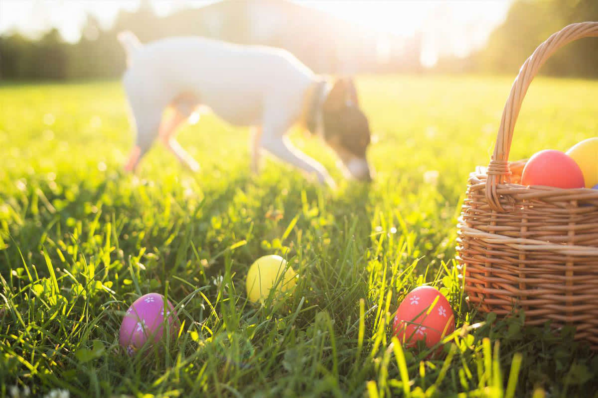 Easter Hazards for Greedy Dogs | The Yass Phoenix - Yass Region News ...
