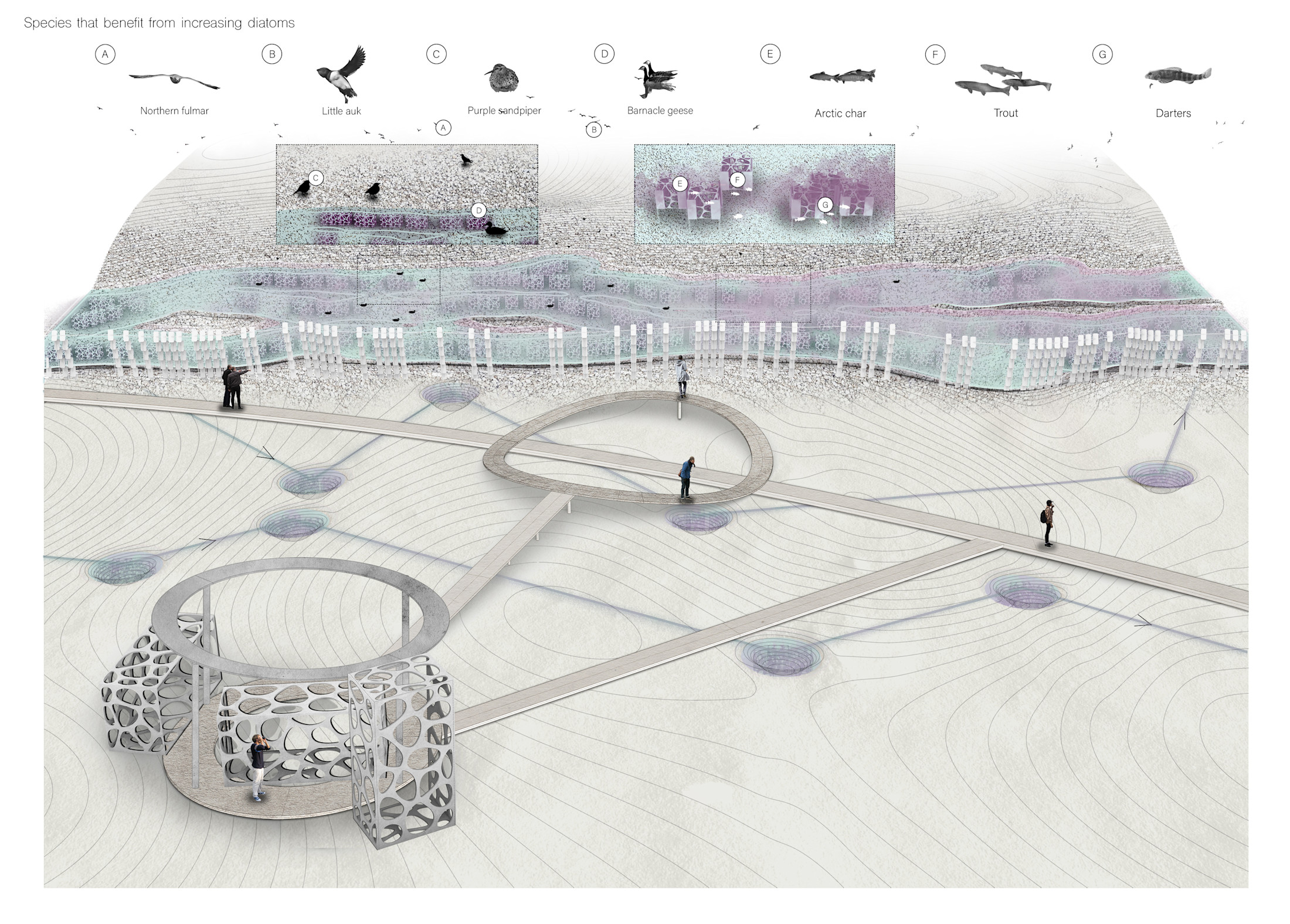 Diatom Park: Design for Diatoms and Humans