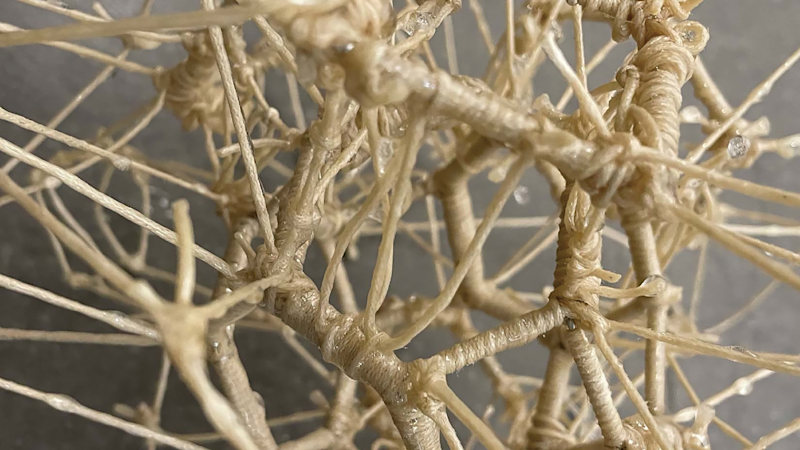 MorphoTextura