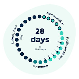 Your Menstrual Cycle Explained Menstrual Cycle Phases Livi UK