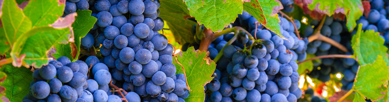 Buy Wines Directly From French Winemakers - Les Grappes