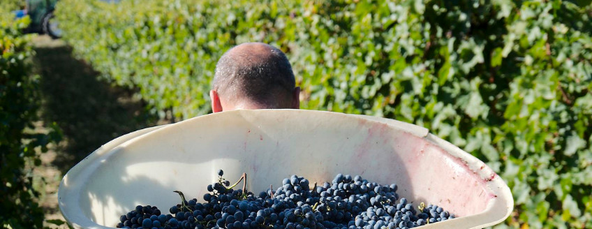 Buy Wines Directly from the Winemakers - Les Grappes