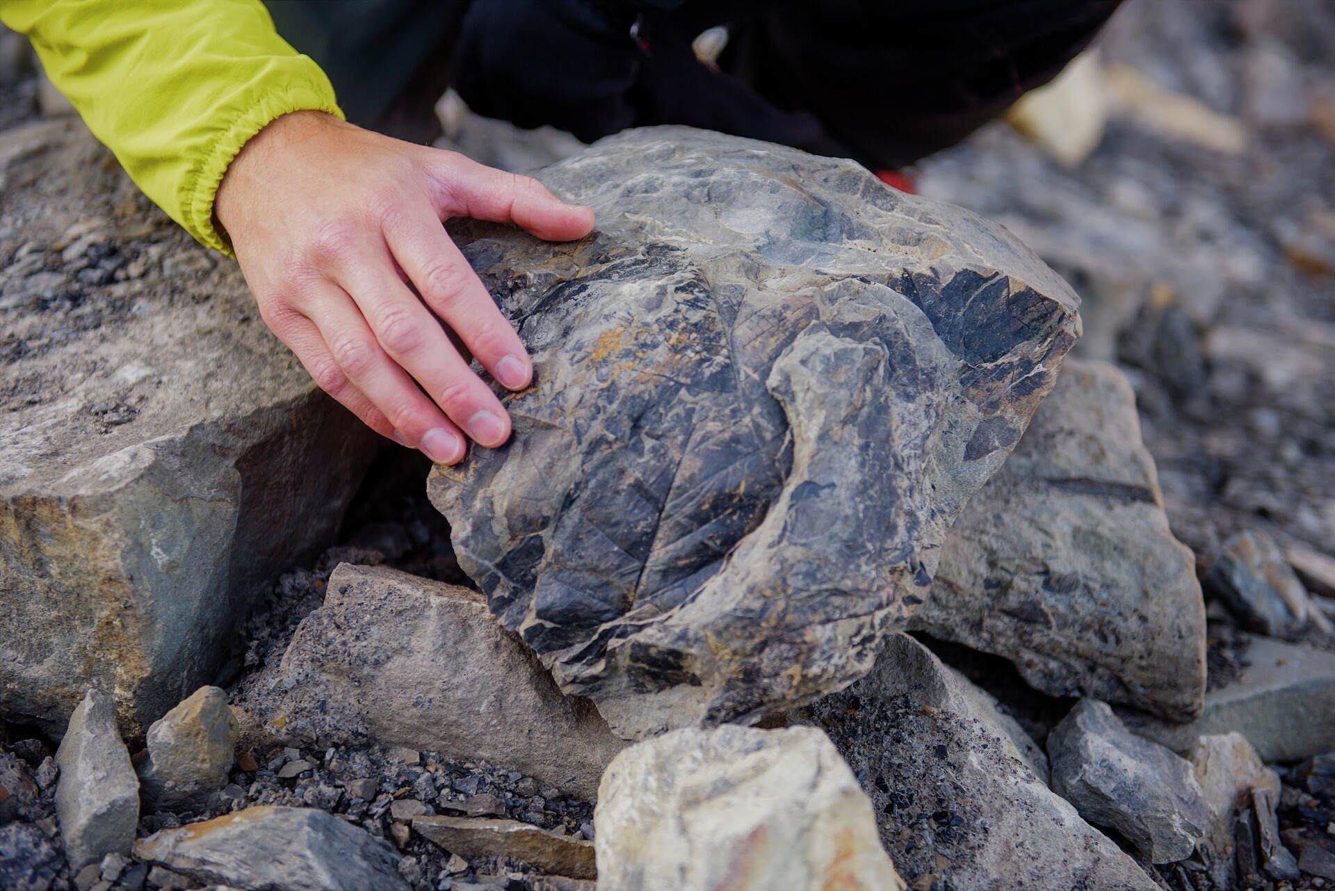 Fossil Hunting at Longyearbreen | Guided Hiking Tour on Svalbard ...