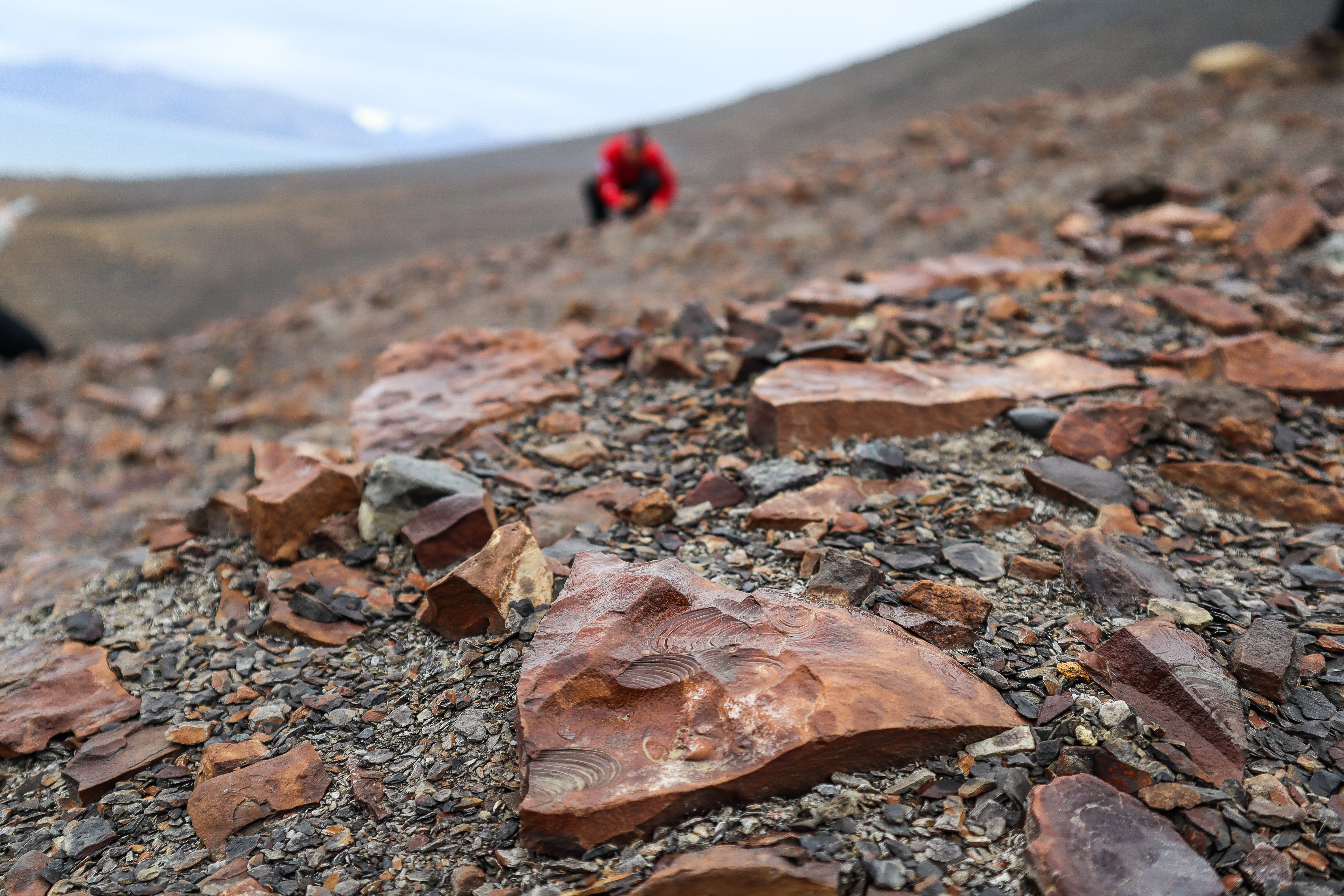 Fossil Hunting at Longyearbreen | Guided Hiking Tour on Svalbard ...