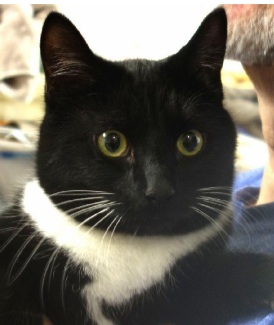 Smitten Kitten Cat Cafe