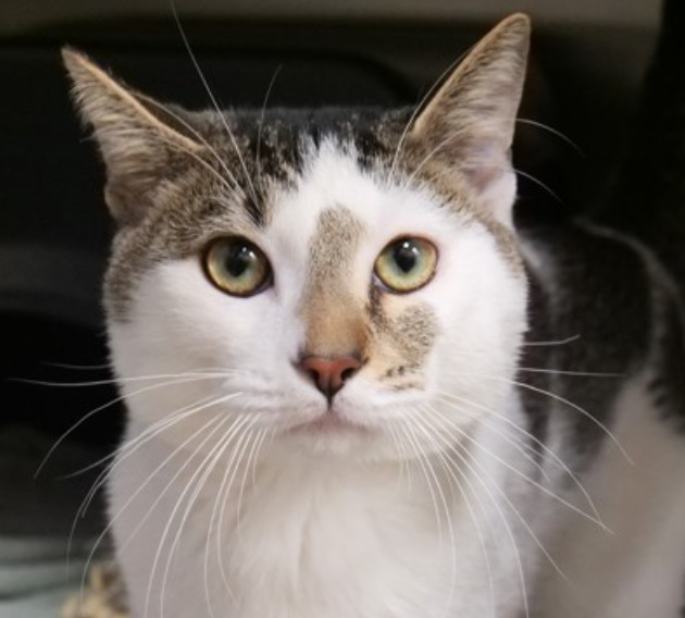 Smitten Kitten Cat Cafe