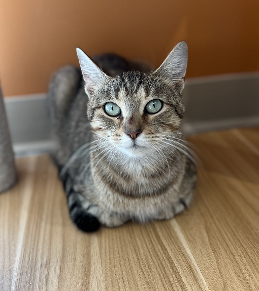 Smitten Kitten Cat Cafe