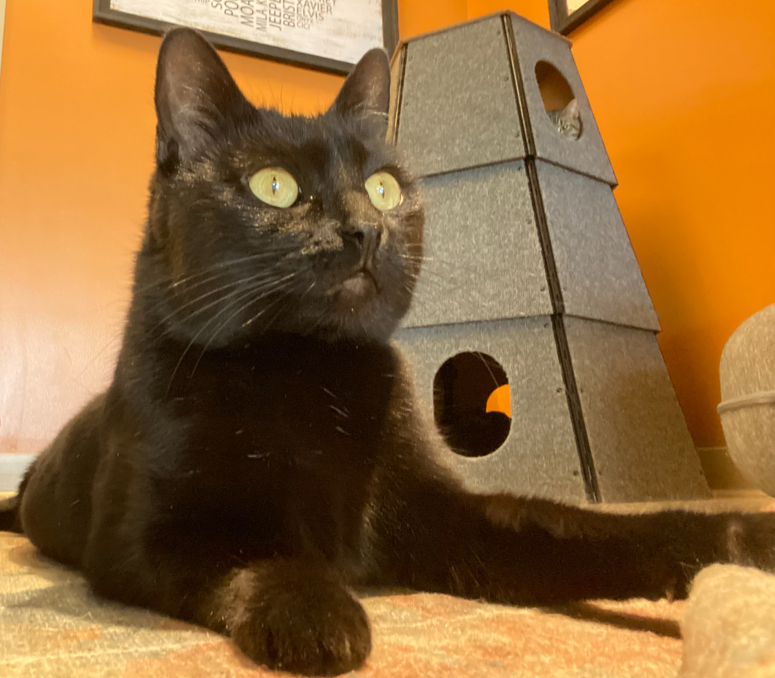 Smitten Kitten Cat Cafe