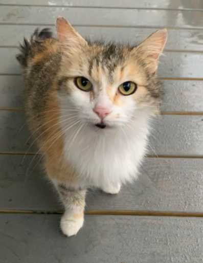 Smitten Kitten Cat Cafe