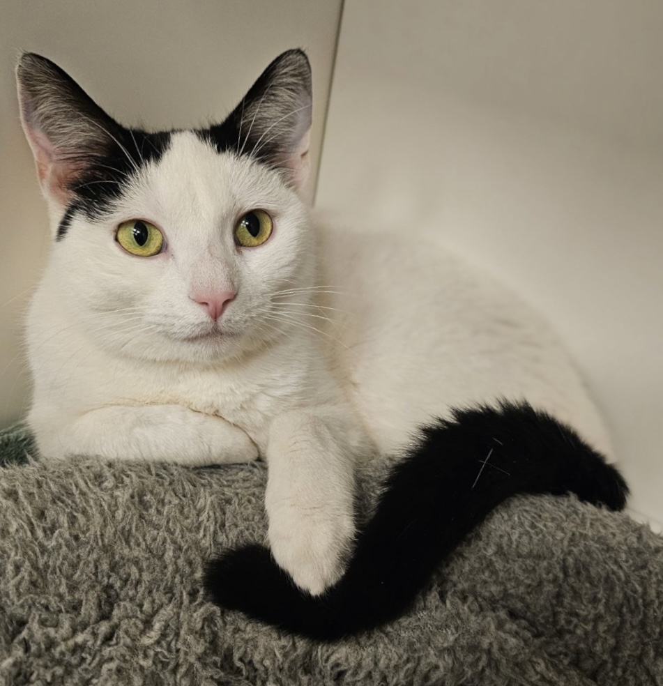 Smitten Kitten Cat Cafe