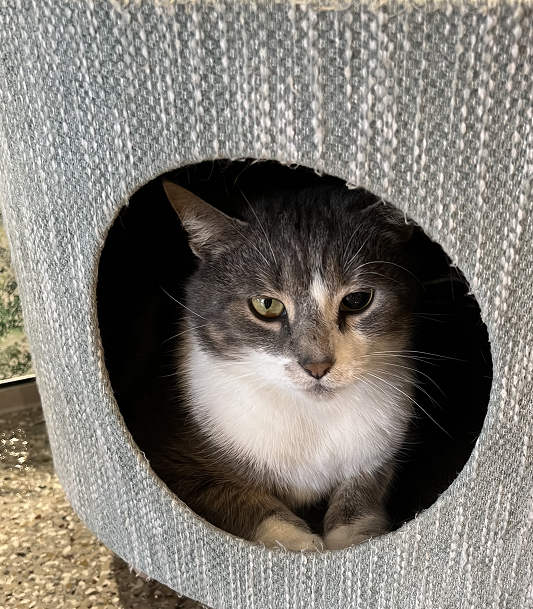 Smitten Kitten Cat Cafe