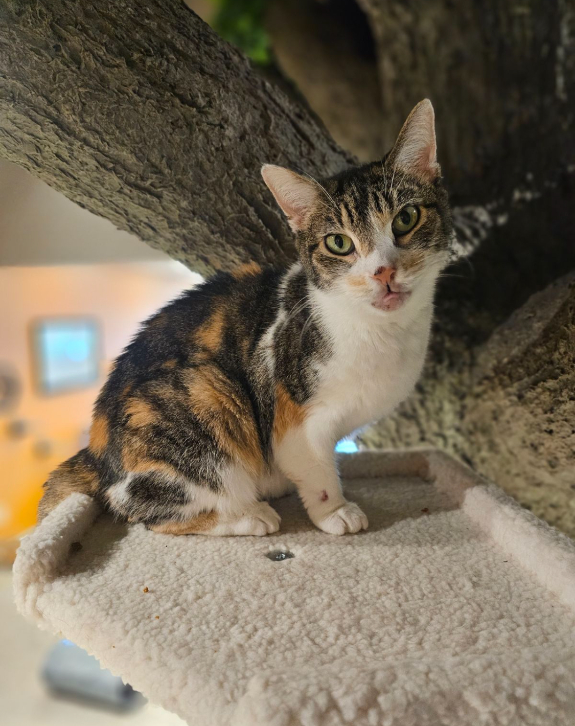 Smitten Kitten Cat Cafe