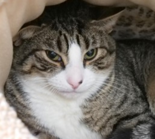 Smitten Kitten Cat Cafe