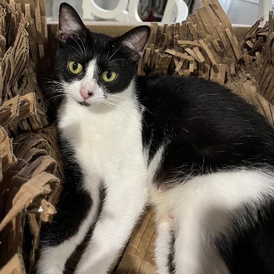 Smitten Kitten Cat Cafe