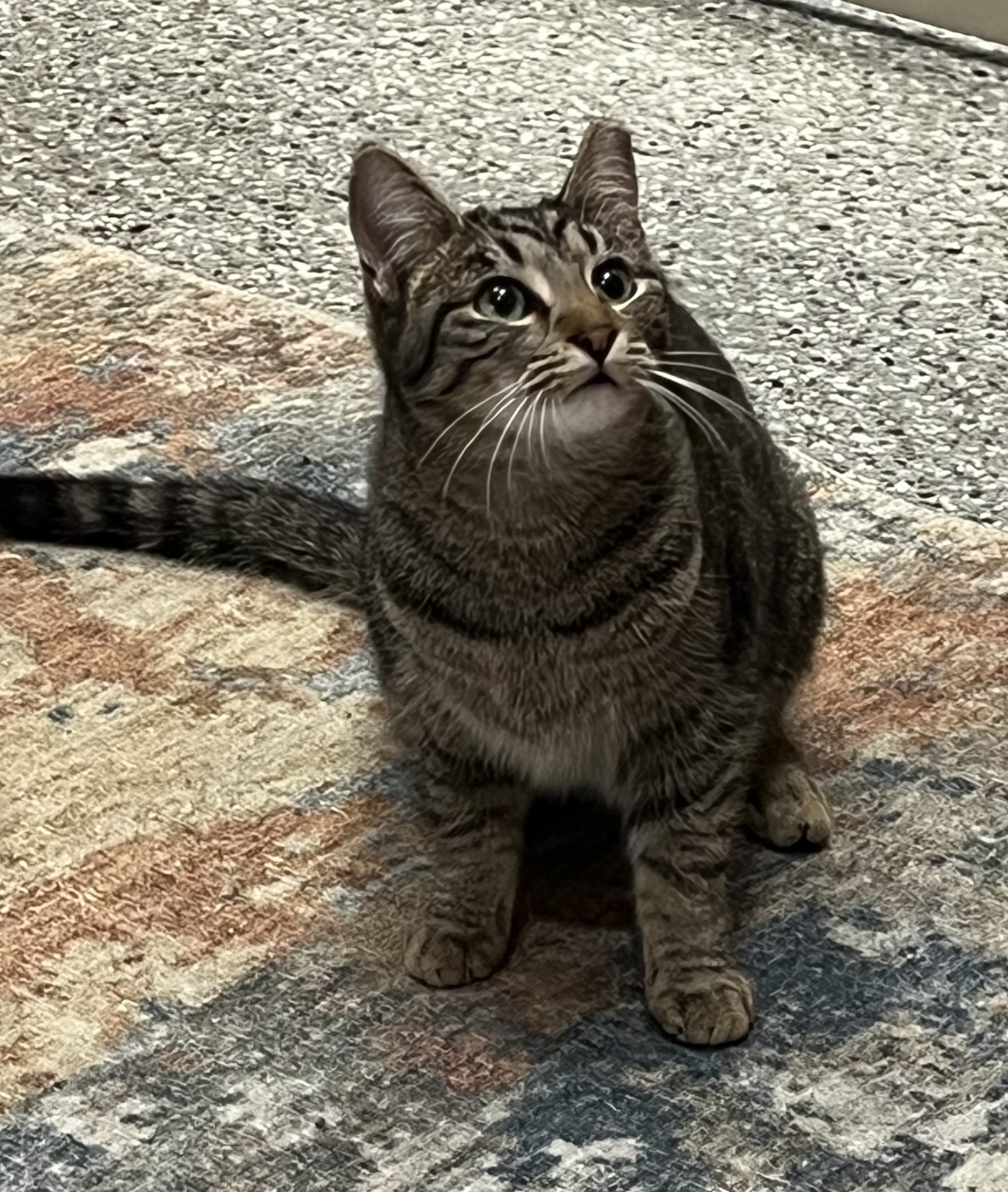 Smitten Kitten Cat Cafe